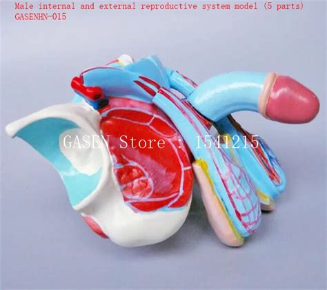 Male Adult Genitalia Anatomy Penis Scrotum Male Internal And External Reproductive System