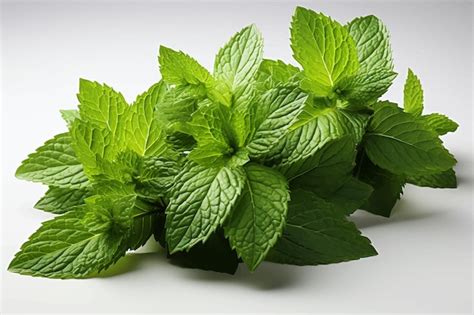Hojas De Menta Fresca Aisladas Sobre Fondo Blanco Vector Premium