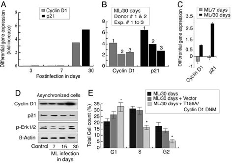Intracellular M Leprae Induce Cyclin D1 Gene And Protein Expression In