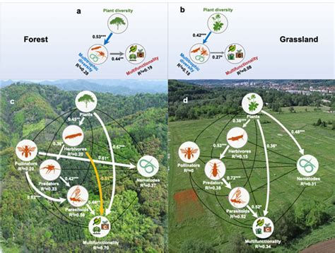 New Publication From Li Et Al In Nature Ecology And Evolution Plant Diversity Enhances