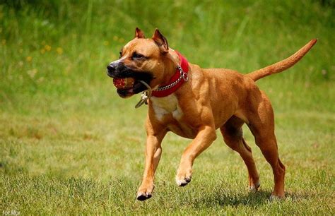 Wsds Pitbull Hunter By Filarska On Deviantart American Pitbull