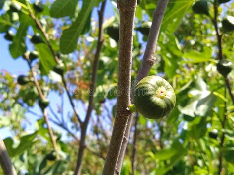Figs On A Branch Green Branches Of A Fig Tree Growing Fruits On A Fruit Tree Partially