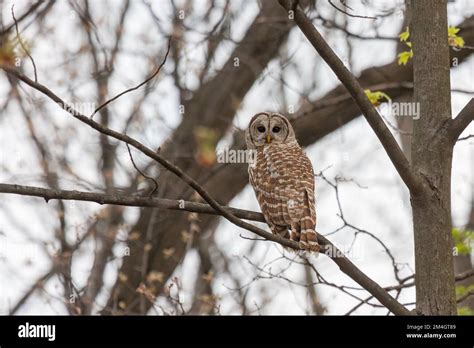 A Barred Owl Its Head Turned Backwards Looks Down Into The Forest