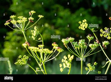 Heracleum Sosnowskyi Sosnowskys Hogweed Giant Heads Of Cow Parsnip Seeds A Poisonous Plant