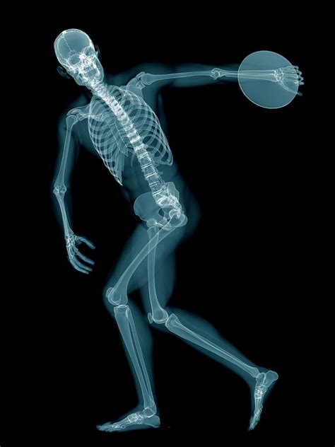 Discus Throwers Skeletal System Photograph By Sebastian Kaulitzki