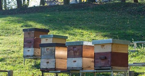 1 სკა 1 ლარი ტყეში სკების დადგმა ფასიანი გახდა