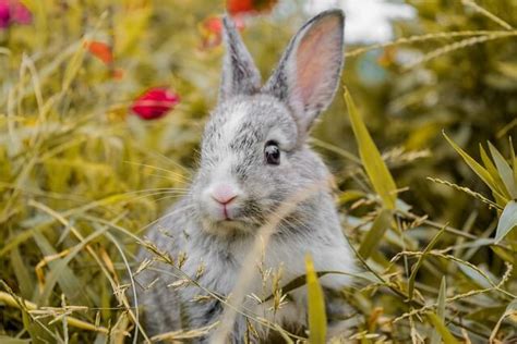 ウサギは寂しいと死ぬは嘘元ネタや寂しくて死んでしまったように見える事例を解説 生き物ネット