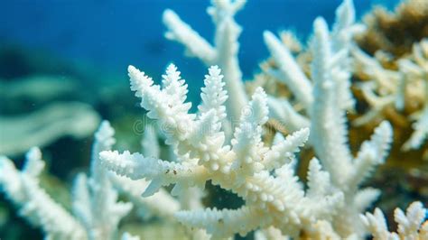 A Closeup Of A Bleached Coral In The Fourth Image Reveals Its Stark