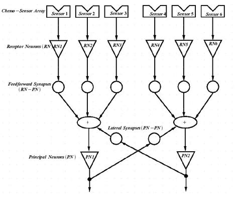 a neuromorphic architecture of olfactory pathway with stdp learning