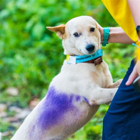 Mission Rabies On Linkedin Did You Know Mission Rabies Is Part Of The