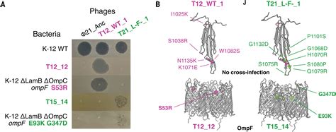 Rapid Bacteria Phage Coevolution Drives The Emergence Of Multiscale