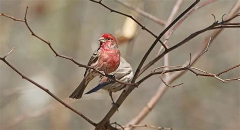Finch Symbolism Spiritual Meaning Totem Spirit And Omens