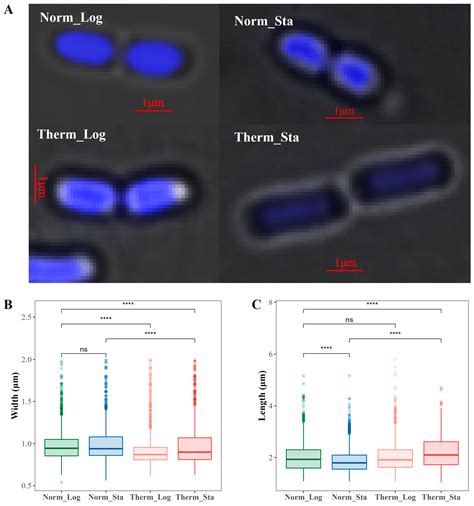 Spatial Chromosome Organization And Adaptation Of Escherichia Coli Under Heat Stress