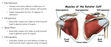 09 Rotator Cuff And Shoulder Flashcards Quizlet