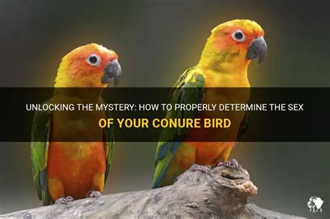 Unlocking The Mystery How To Properly Determine The Sex Of Your Conure