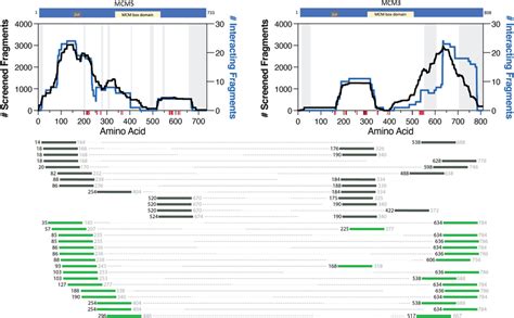 MCM5 MCM3 Interacting Fragment Pairs The Schematics Of The Proteins On