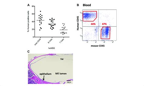 Characterization Of The Nsg Mice Reconstituted With Human Cd34 Hspcs