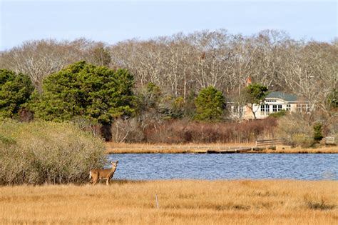 The Vineyard Gazette Martha S Vineyard News Hunters Haul In 100