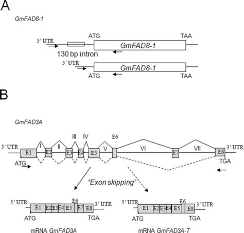 Schematic Diagram Showing The Proposed Alternative Splicing Mechanisms