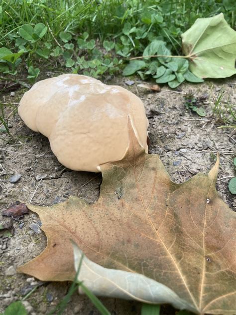 Mushroom Sucking On Things Rtreessuckingonthings