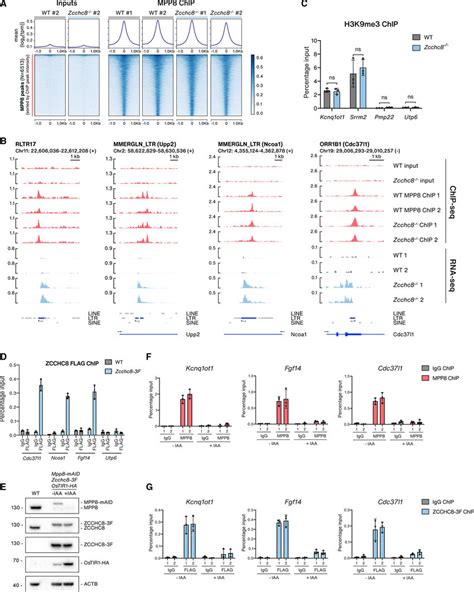 Next Recruitment To Chromatin At Hush Bound Loci Depends On Mpp8 A Download Scientific