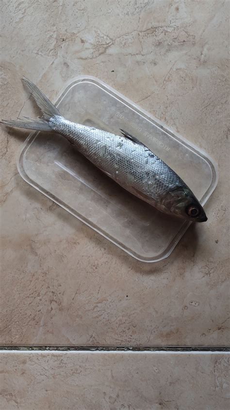 Jenis Ikan Object Detection Dataset By Putrizulfi