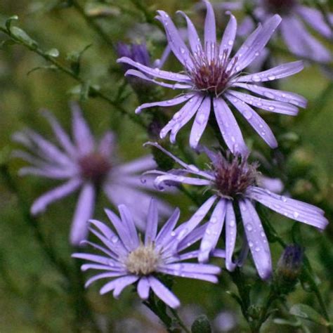 Georgia Aster Symphyotrichum Georgianum Native Plants Of Georgia