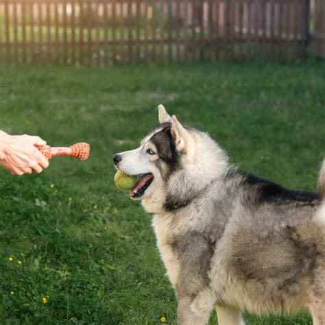 Siberian Husky Tail Complete Guide With Pictures Paws And Learn