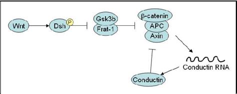 Figure 3 From Pathway Activity Inference Using Microarray Data Semantic Scholar