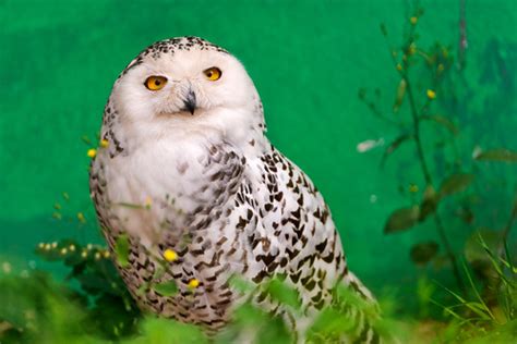 フリー写真素材 動物 鳥類 フクロウ シロフクロウ 画像素材なら無料フリー写真素材のフリーフォト