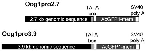 Transgene Constructs For Generating Transgenic Mice Two Constructs