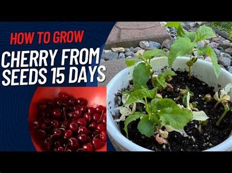 How To Grow Cherry From Seeds In 15 Days In 2023 How To Grow Cherries