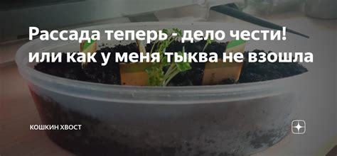 Рассада теперь дело чести или как у меня тыква не взошла Кошкин хвост Дзен