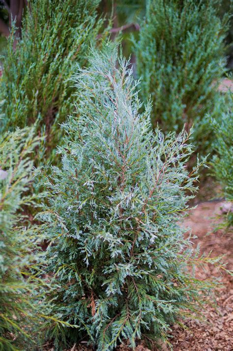 Juniper Medora For Sale In Boulder Colorado