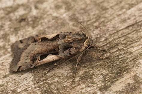 Setaceous 히브리어 캐릭터 올빼미 나방 나무에 앉아있는 Xestia Cnigrum에 대한 클로즈업 0명에 대한 스톡 사진