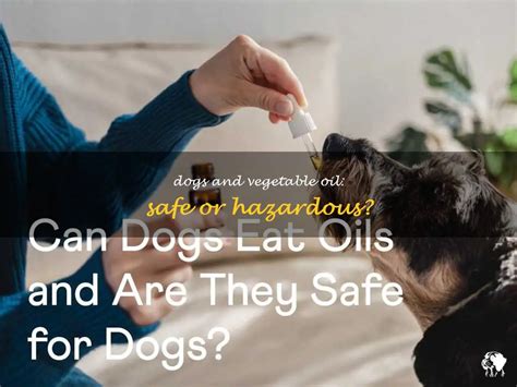 Dogs And Vegetable Oil Safe Or Hazardous Petshun