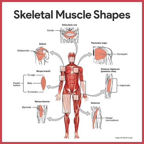 Label The Muscular System Worksheet