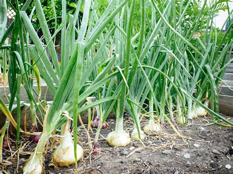 Onions Can Store Up To A Year If You Cure ThemHeres How Garden Betty