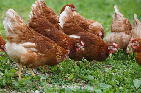 Food Label Guide Chicken FoodPrint
