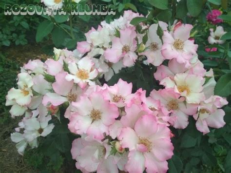 Liolà (Лиола) ⋆ Розовая клумба