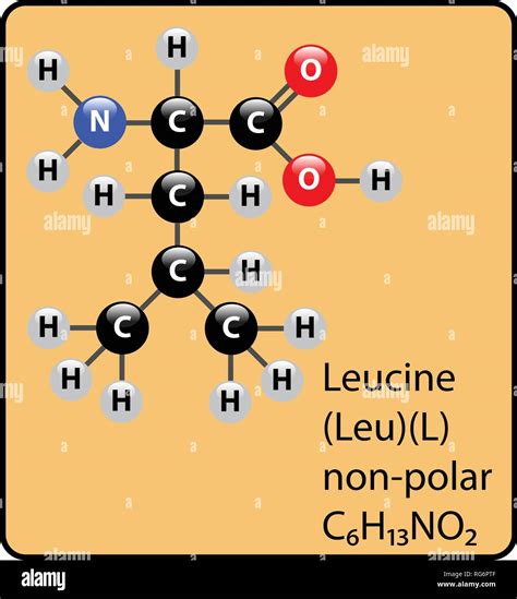 Leucine Amino Acid Molecule Ball And Stick Structure Stock Vector Image
