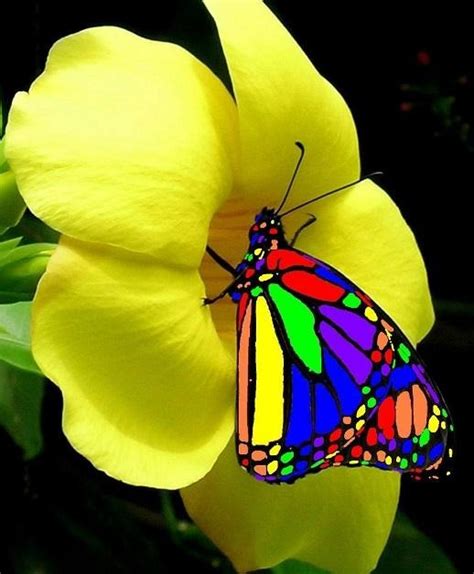 عشق الروح ‏ الفراشات لا تعرف ألوان أجنحتها، ولكن أعين