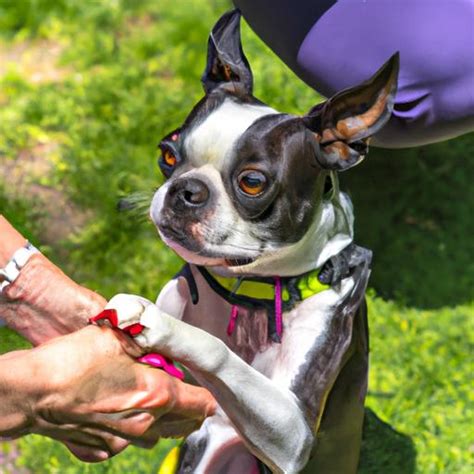 Boston Terrier Socialization Tips And Faq For A Well Adjusted Pup