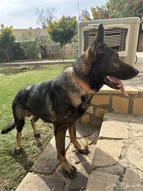 جيرمن شيبرد سيبل وورك مستوى موقع حراج