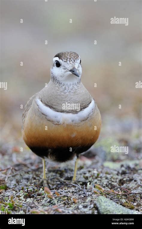 Eurasian Dotterel Eudromias Morinellus Male Varanger Norway Stock