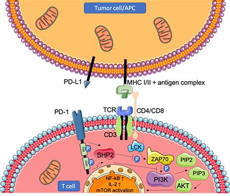 Checkpoint Inhibition The Current Treatment Of Renal Cell Carcinoma