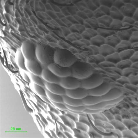 Sem Of Ant Eye Sem Image Of Ant Eye Sample Was Coated Wa Flickr