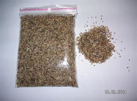 Salicornia Seeds - Salicornia and Salicornia Seeds