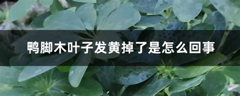 鸭脚木叶子发黄掉了是怎么回事 花百科