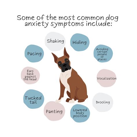 How Do You Get A Dog For Anxiety At Hazel Bad Blog